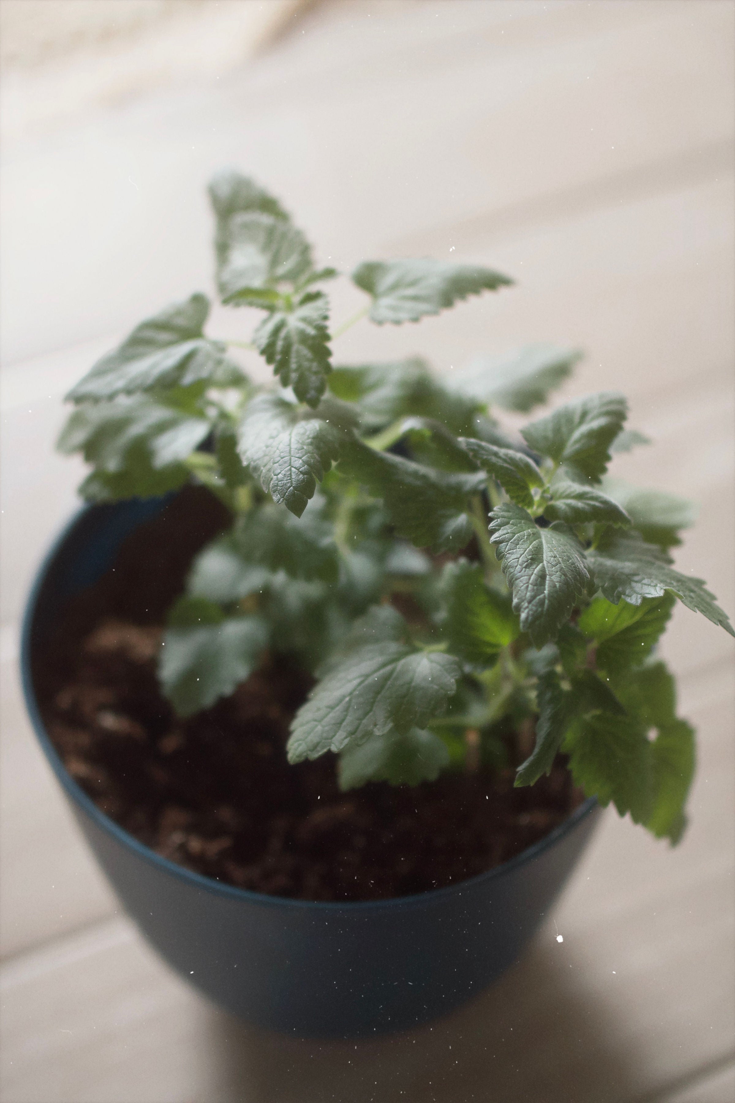 dried catnip – Nip Slip Catnip